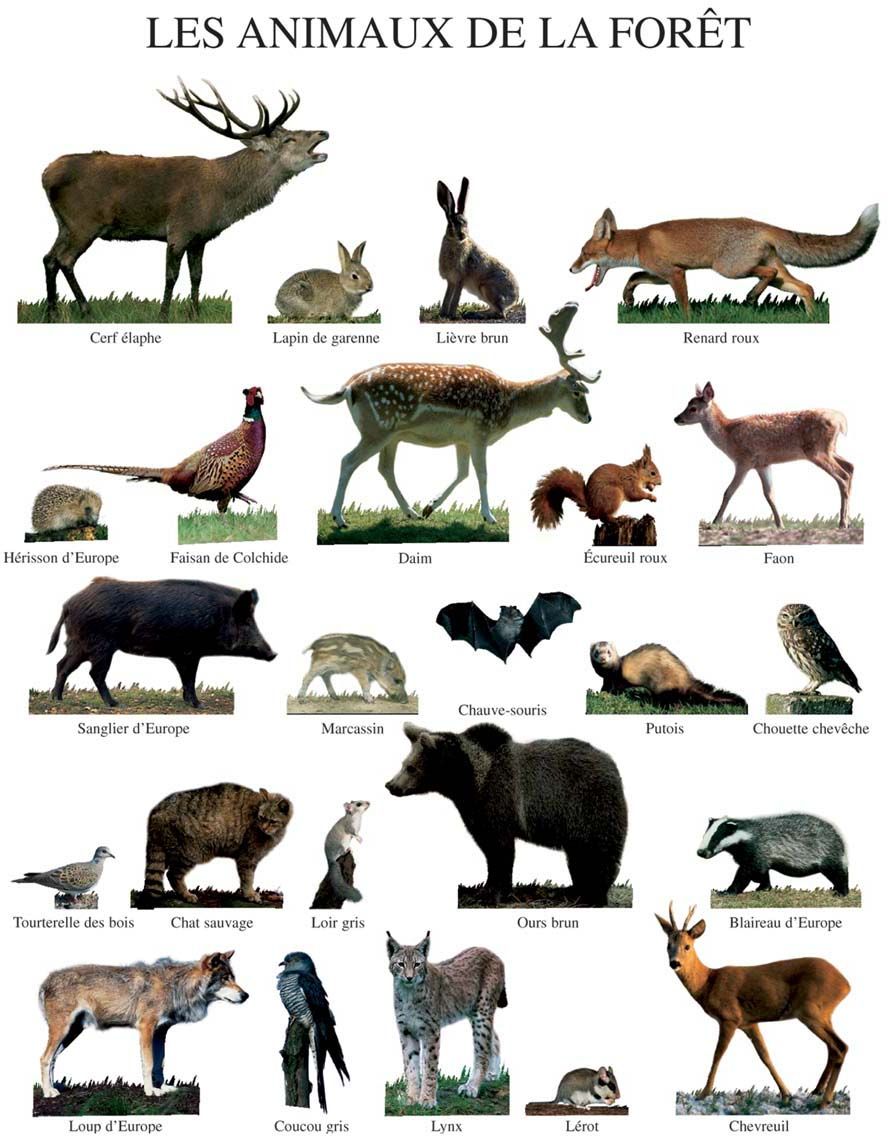 Affiche les animaux de la fôret 40x50 cm