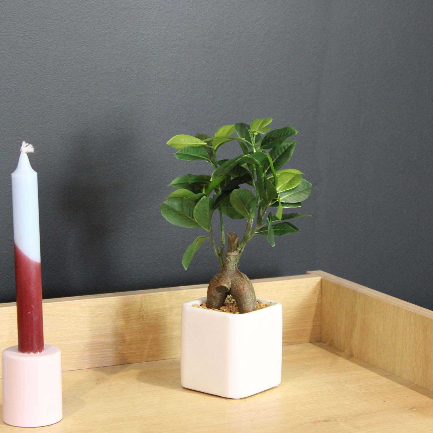 Bonsai ficus elastica pot en céramique 28 cm