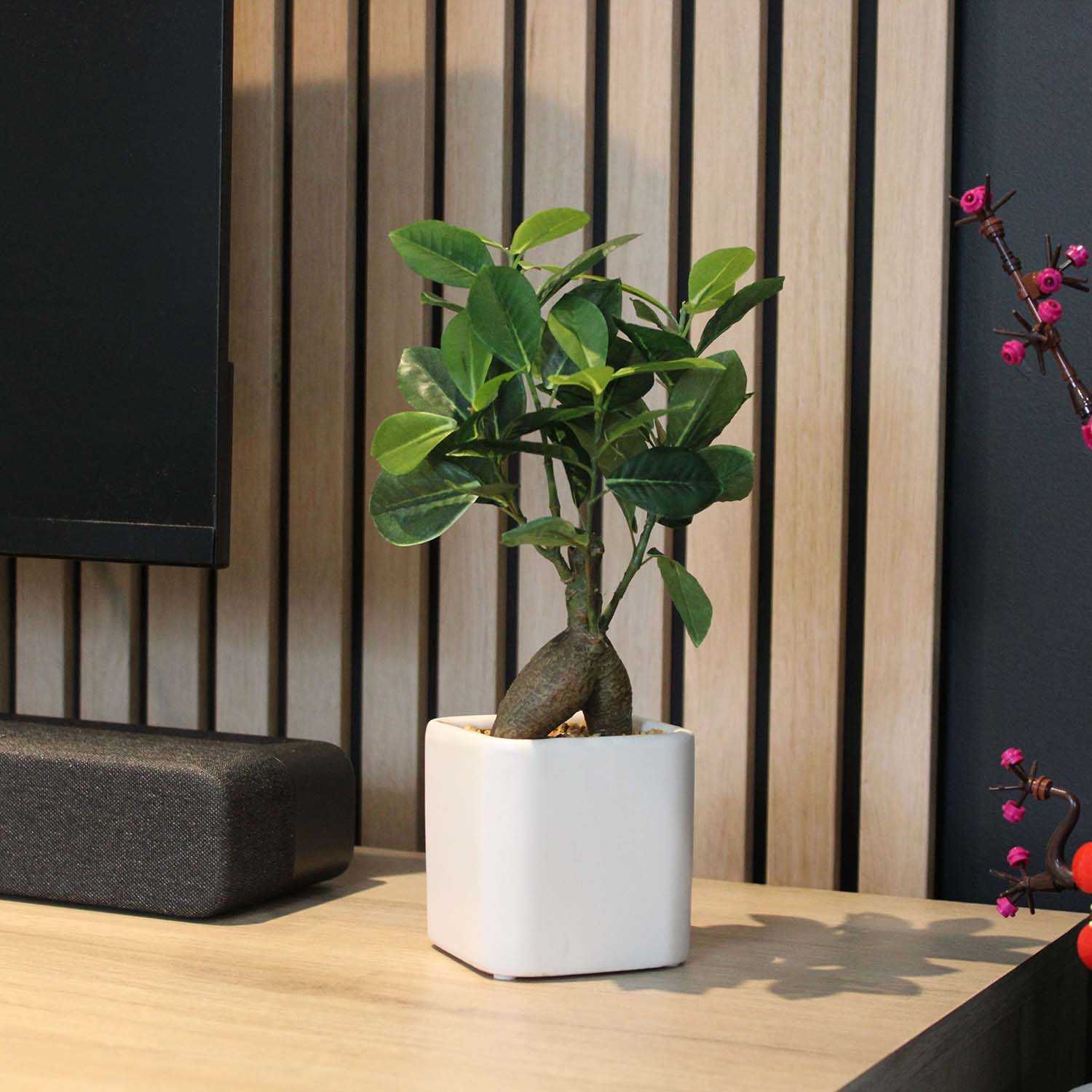 Bonsai ficus elastica pot en céramique 28 cm