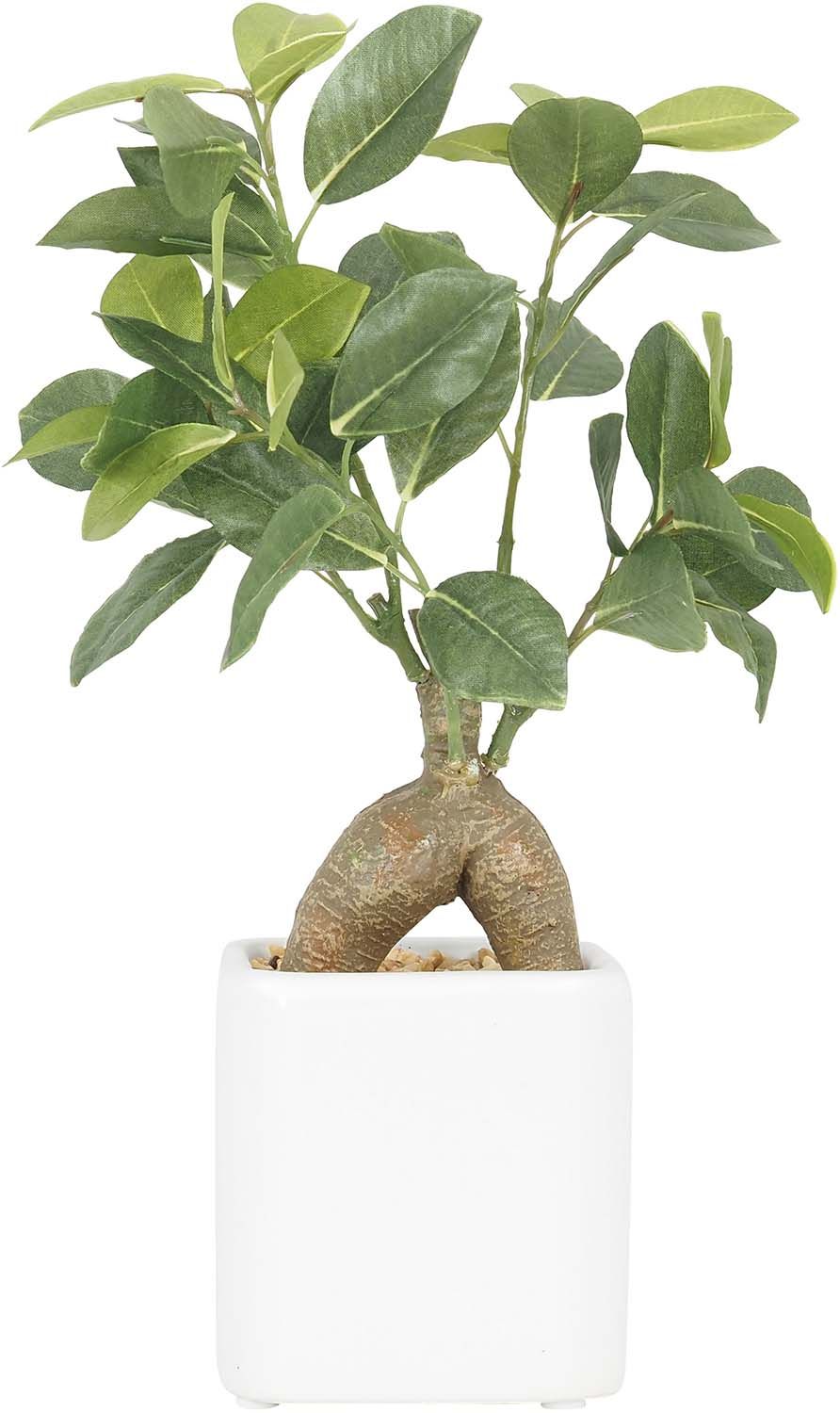 Bonsai ficus elastica pot en céramique 28 cm