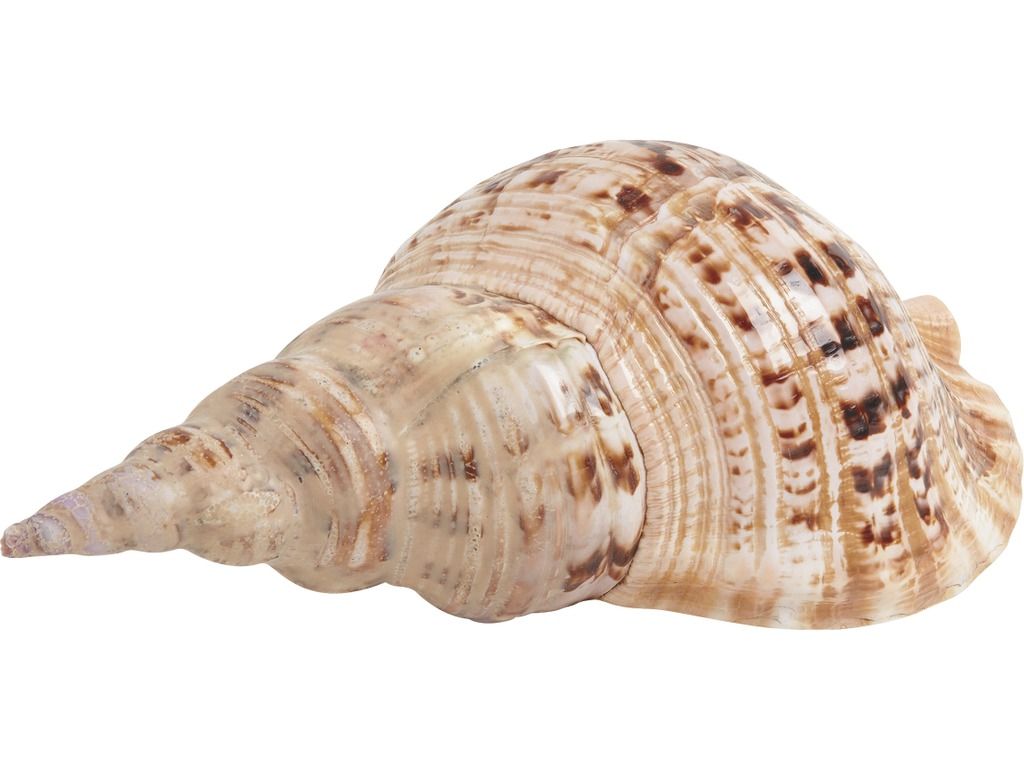 Coquillage 30cm