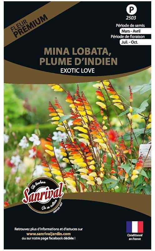 Graines de fleurs premium mina lobata plume d’indien scarlet yellow