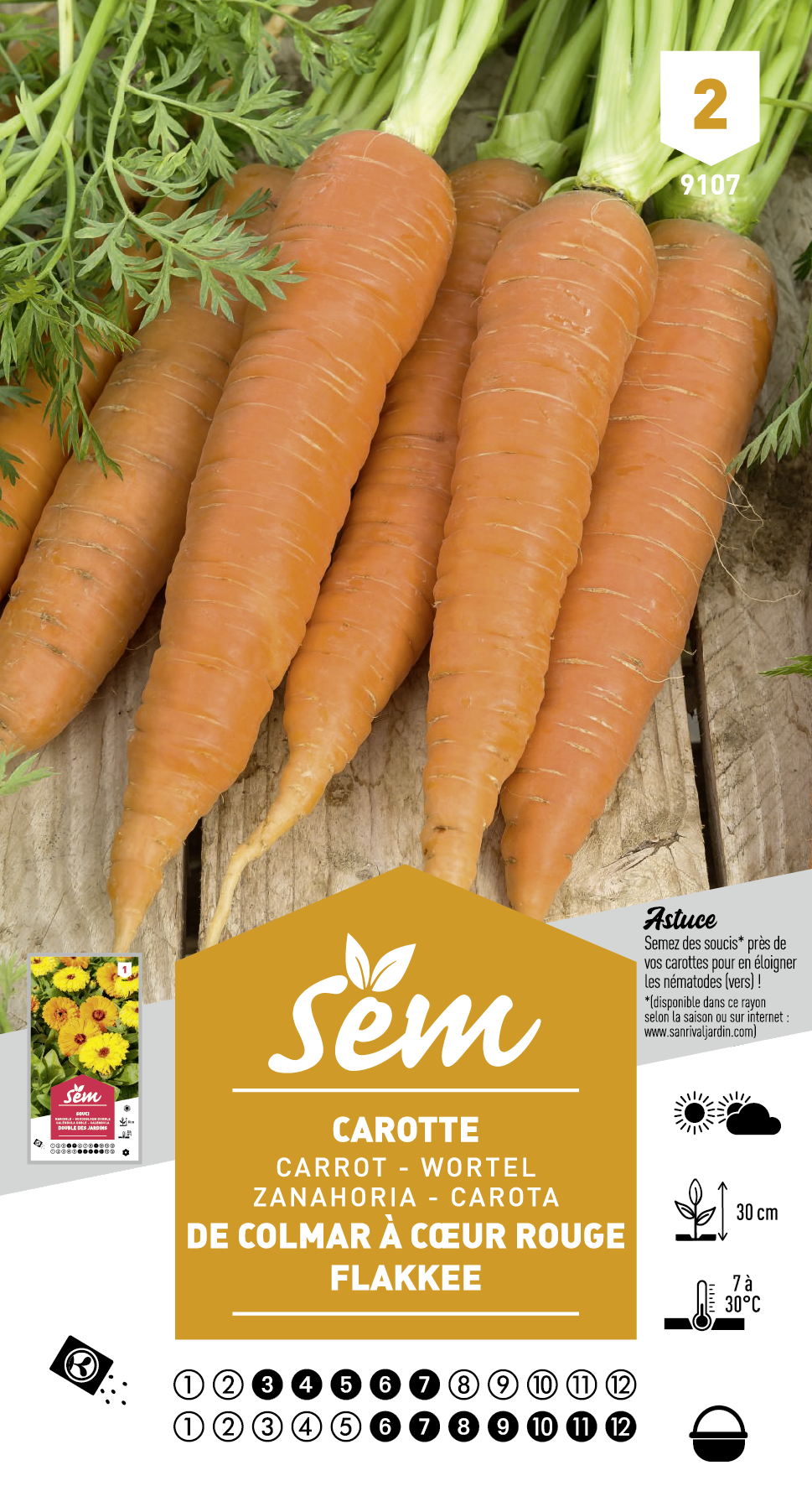 Graines potagères carotte (flakkee)