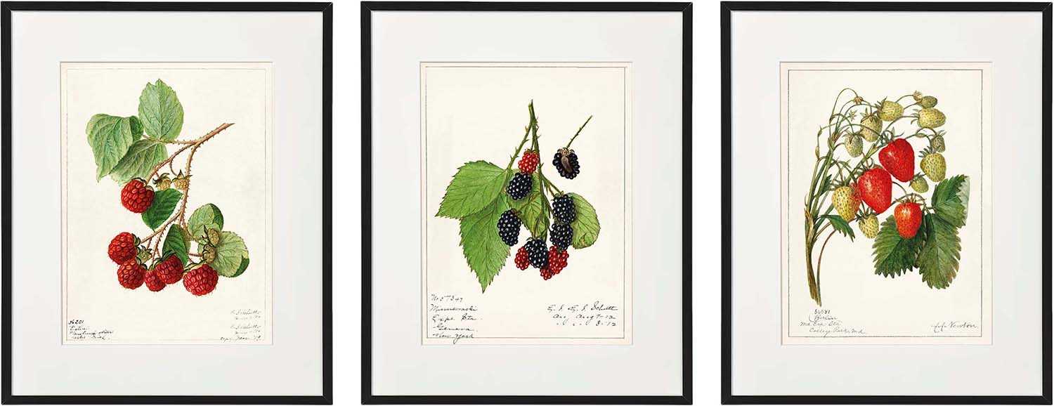 Tableau décoratif fruits 20 x 25 cm (lot de 3)