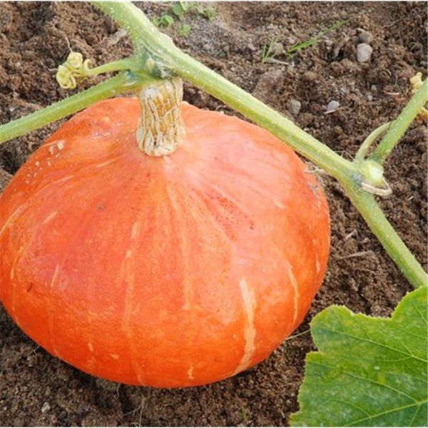 Potiron potimarron ab