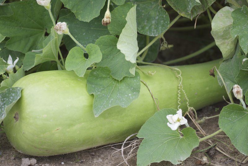 Courge & cucurbitacée - En vente sur Jardindeco