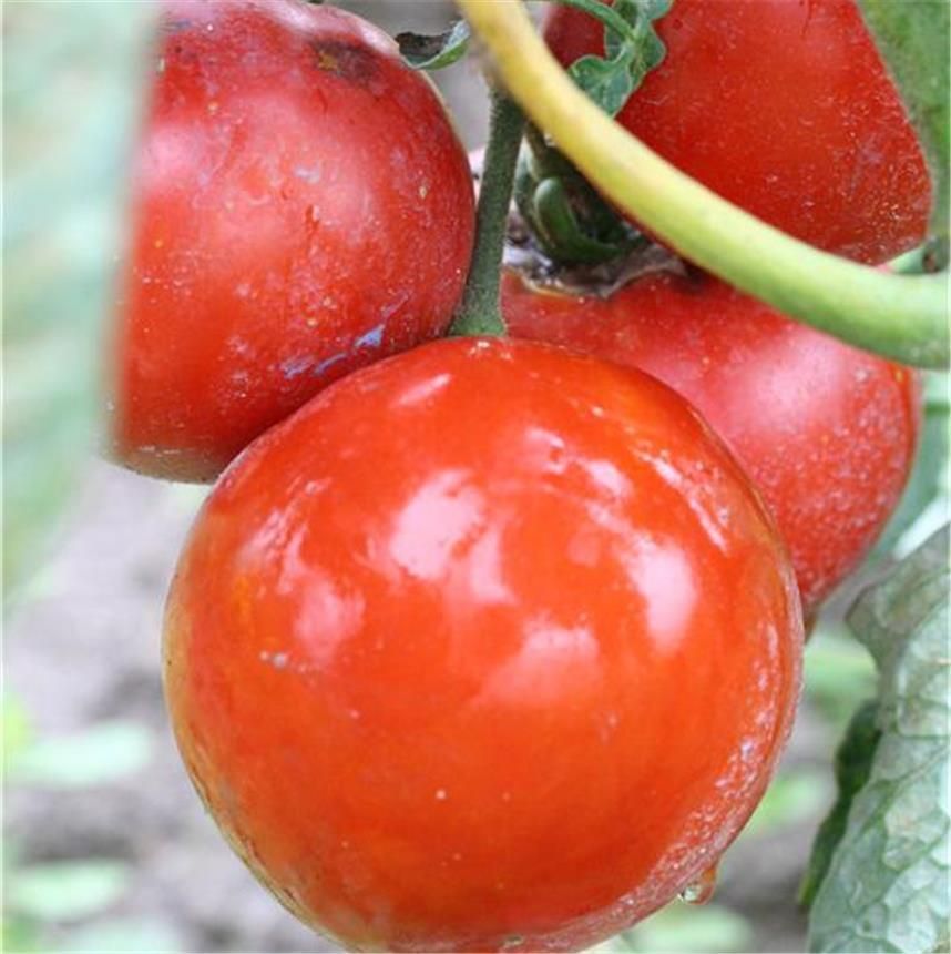 Tomate joie de la table ab